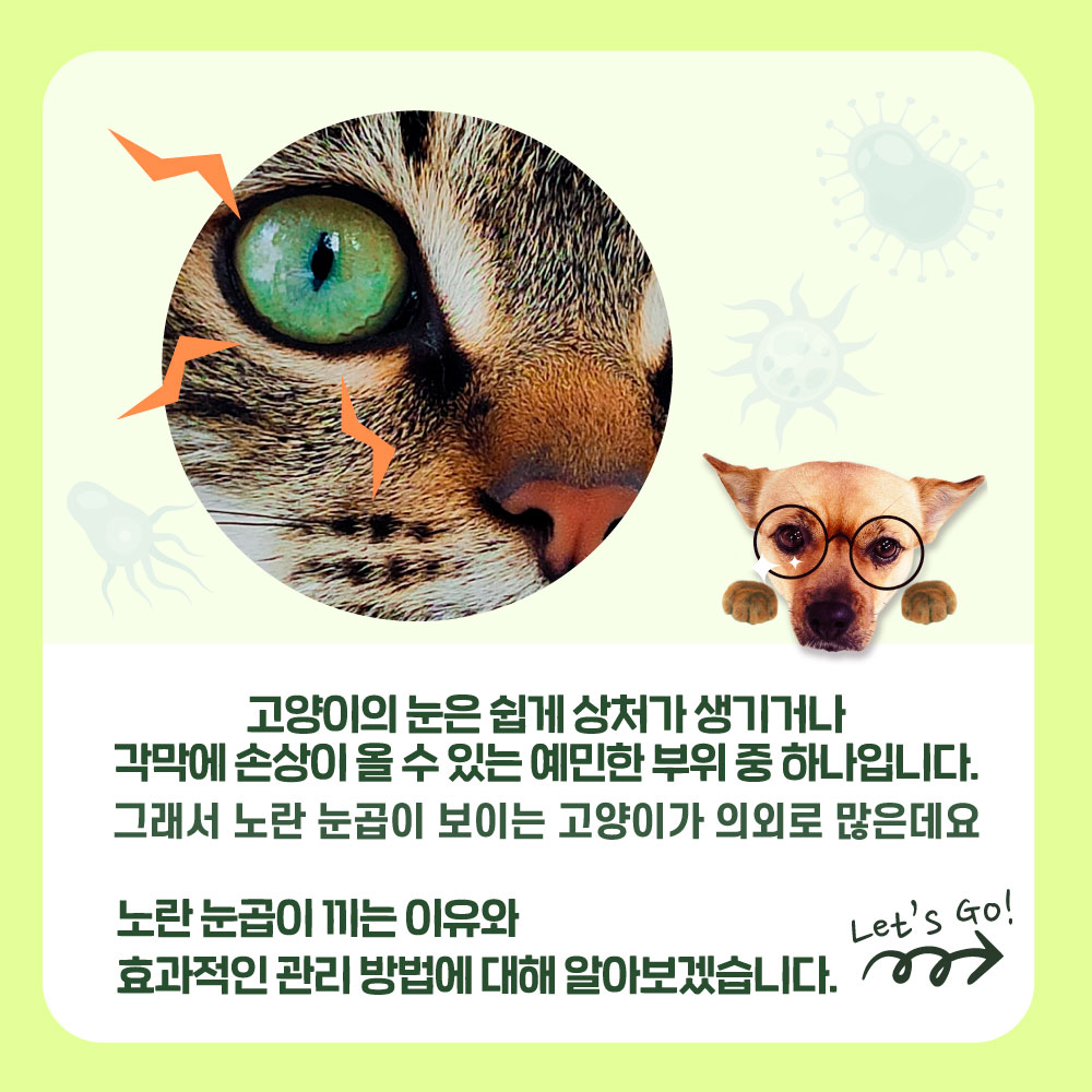 춘천시 동물보호센터